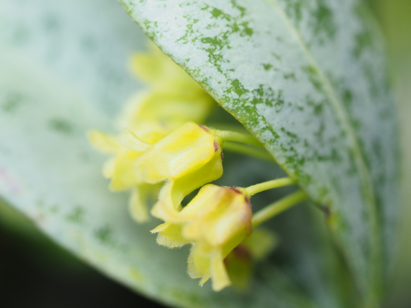 MyHoya.shop - unique hoya plants